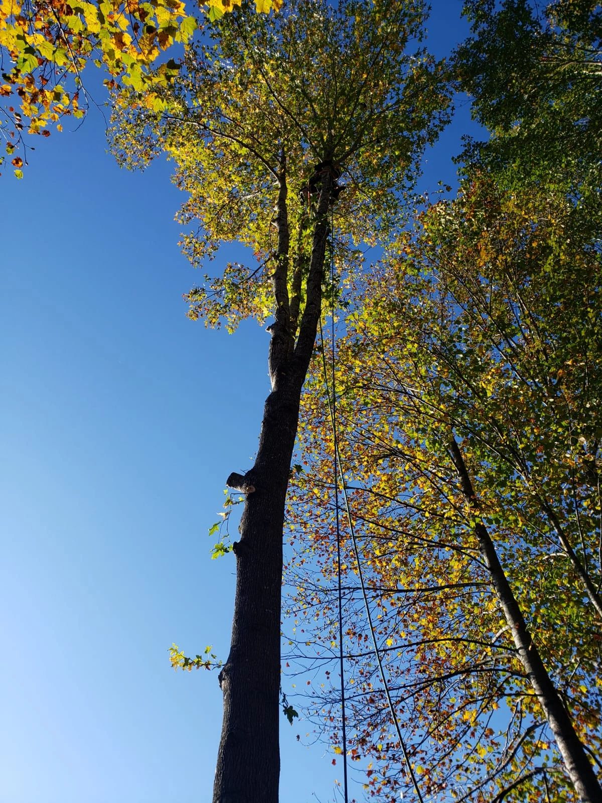 Kingsman Tree Services